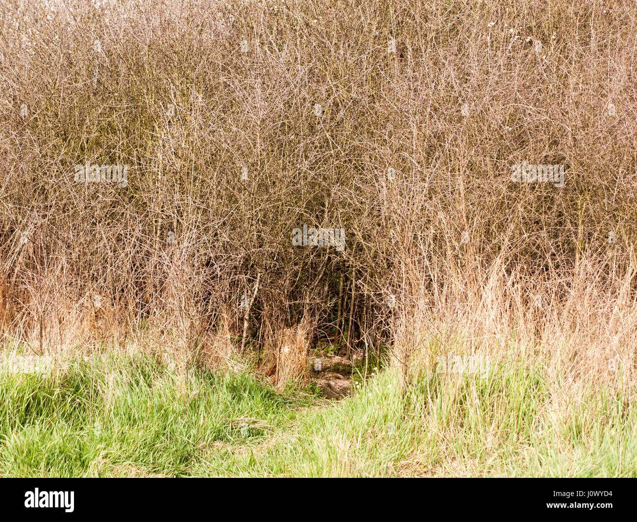 A Rabbit Hole in Plant Branches and Shrubs, with Grass at Bottom ...