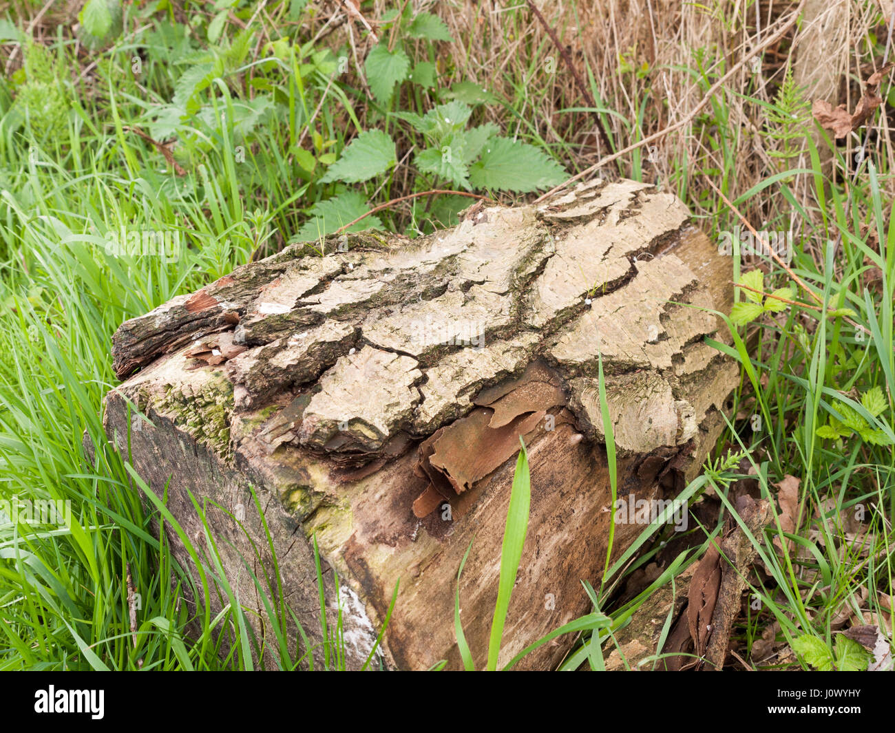 Log Bark of Tree Side on the Ground in the Grass in the Forest with ...