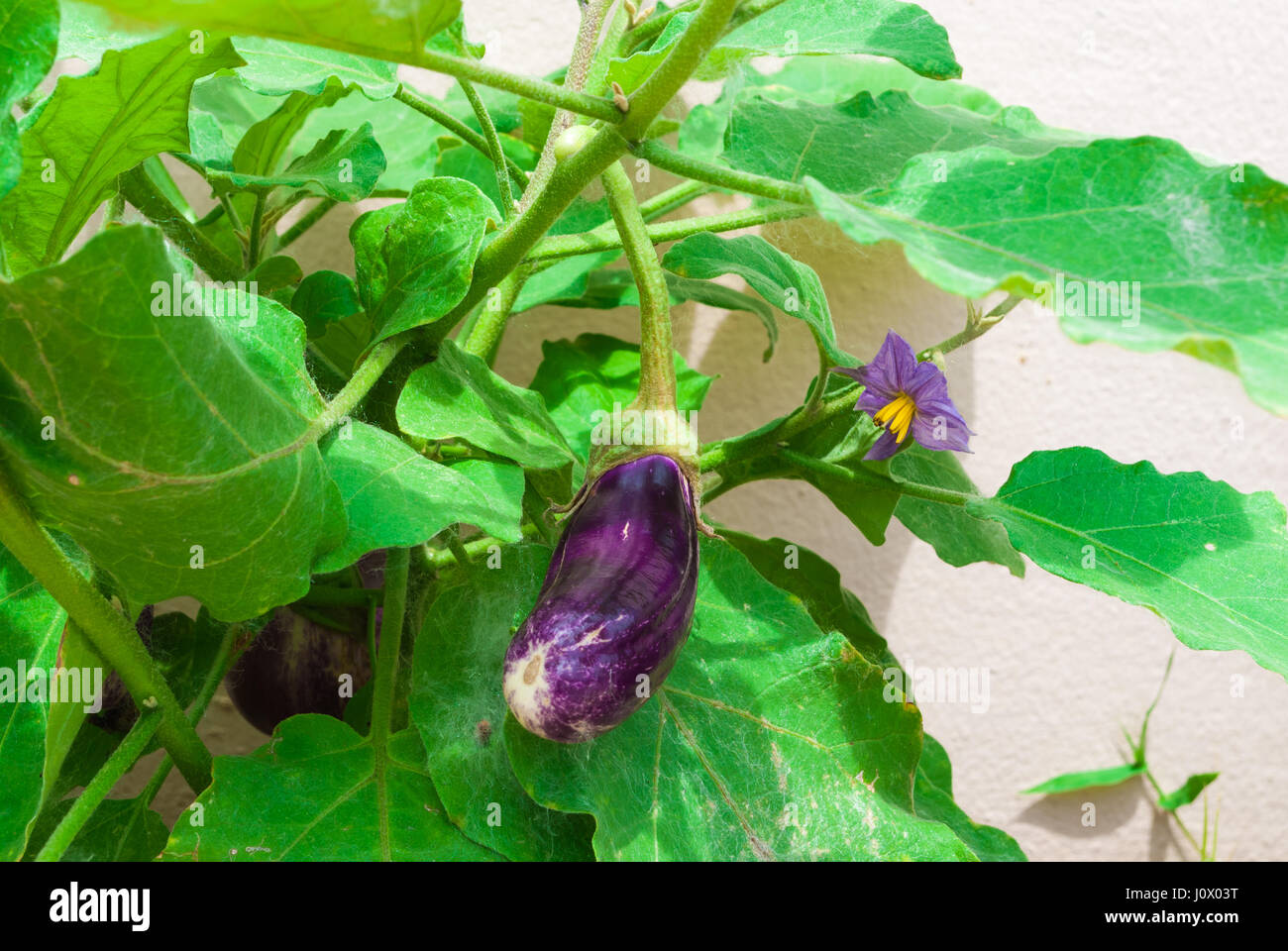 Closeup to Fresh Flower and Produce of Eggplant /Solanum Melongena L ...