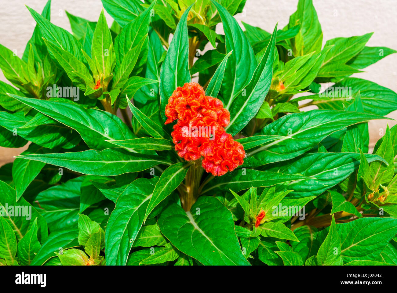 Closeup to Beautiful Orange Cockscomb/ Celosia Cristata Stock Photo - Alamy