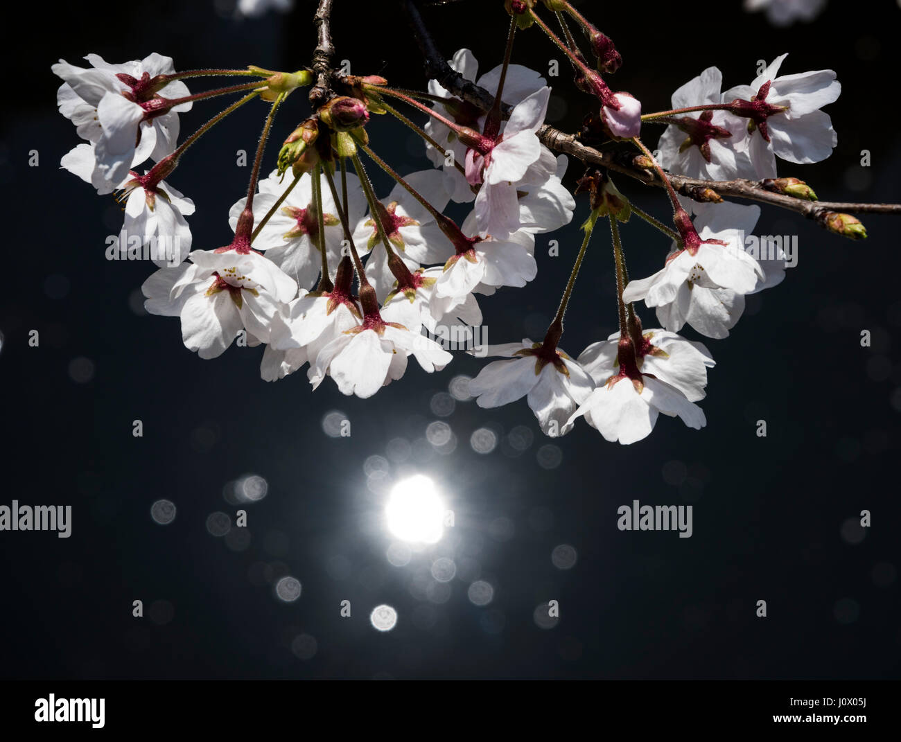 Cherry Blossom, near Hotel Chinzanso Tokyo, Bunkyo-Ku, Tokyo, Japan ...