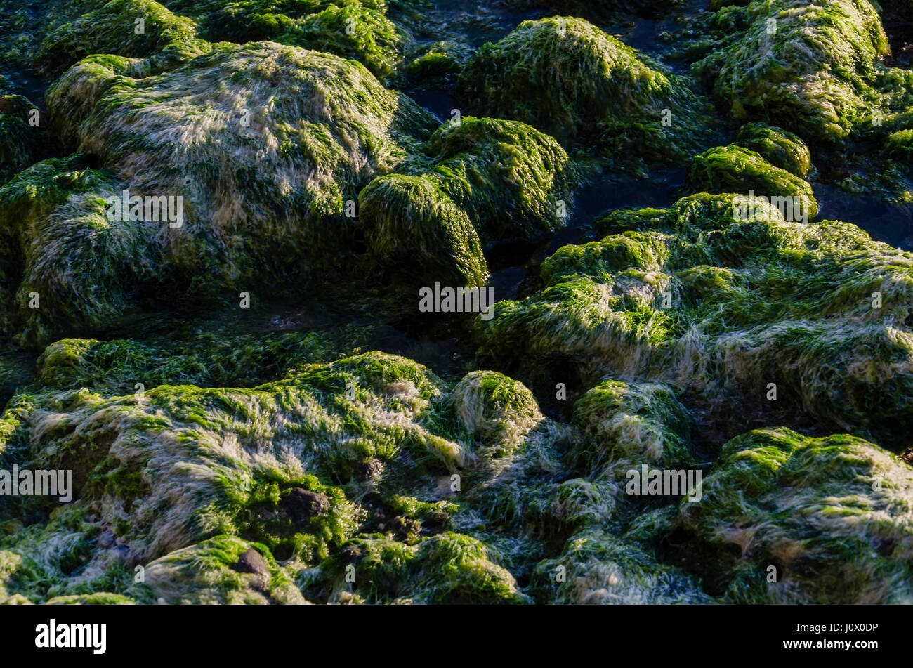 Sea moss hi-res stock photography and images - Alamy