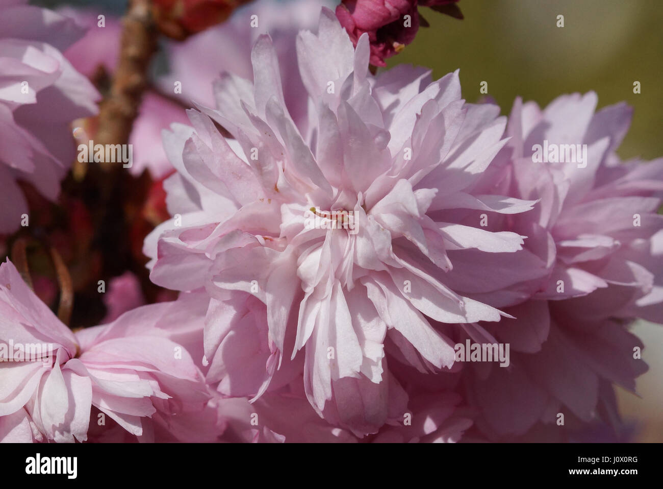 Hill Cherry, Kiku-shidare-zakura, Prunus serrulata Stock Photo - Alamy