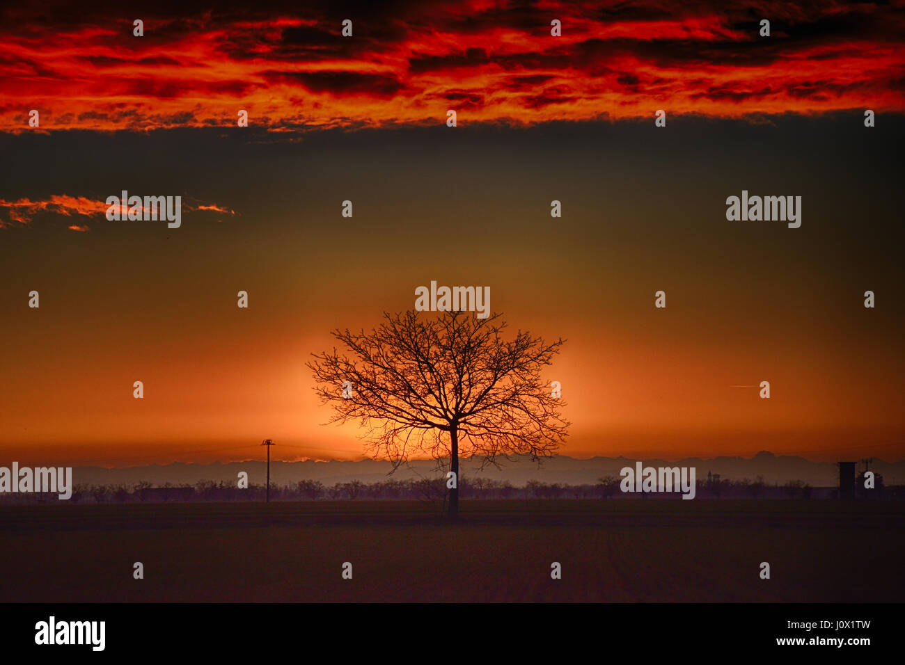 Silhouette of a tree at sunset, San Giuliano Nuovo, Piedmont, Italy ...