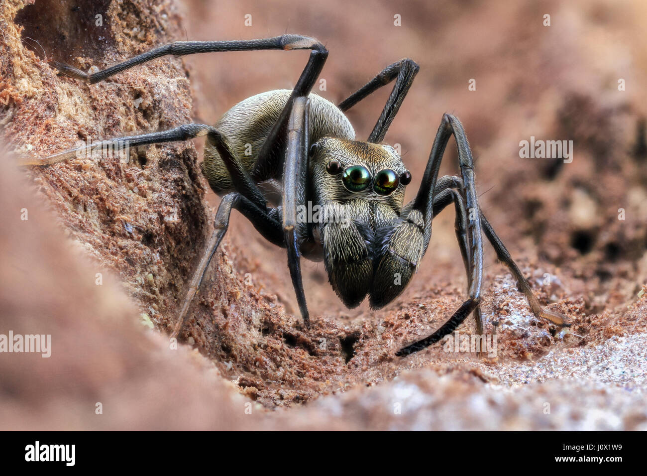 Close-up of a jumping spider, Indonesia Stock Photo - Alamy