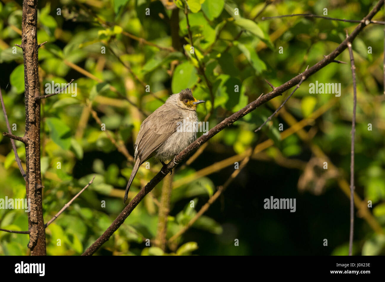 Sooty-headed Bulbul (Pycnonotus aurigaster), Tmatboey, Cambodia Stock ...