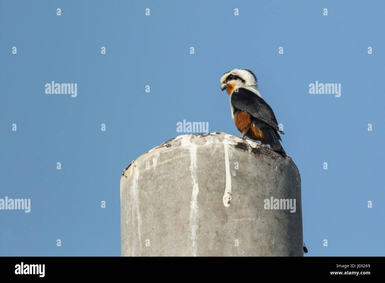 Collared Falconet (Microhierax caerulescens), Cambodia Stock Photo - Alamy