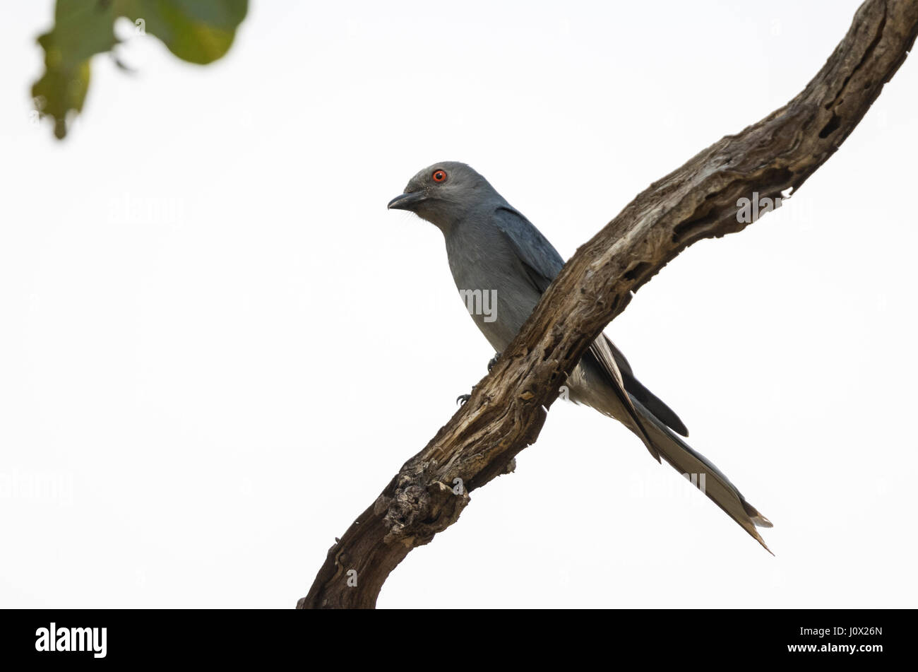 Ashy Drongo (Dicrurus leucophaeus), Cambodia Stock Photo - Alamy