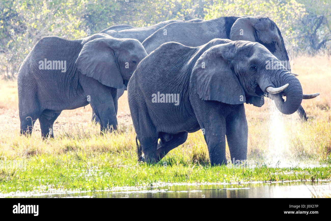 Elephants bathing in the River, Okavango, Botswana Stock Photo - Alamy