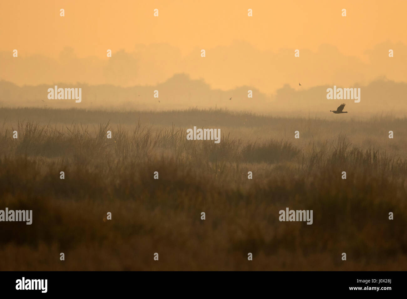 Eastern Marsh Harrier (Circus spilonotus) flying over Florican ...