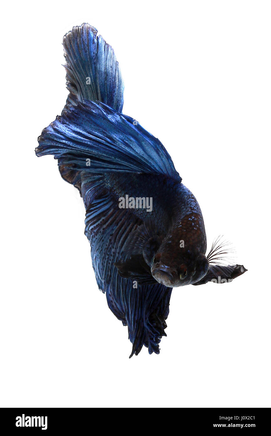 Portrait of a betta fish, Indonesia Stock Photo - Alamy
