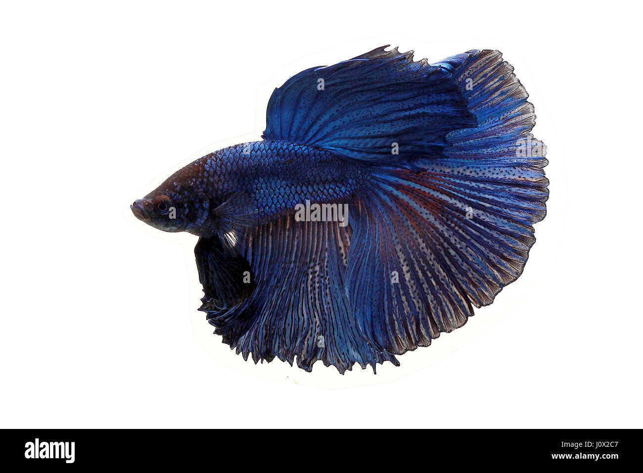 Portrait of a betta fish, Indonesia Stock Photo - Alamy