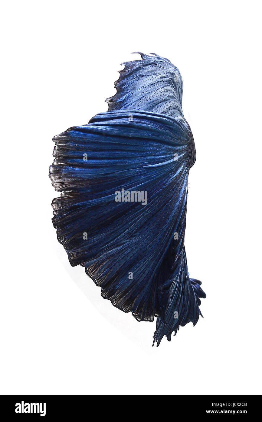 Portrait of a betta fish, Indonesia Stock Photo - Alamy