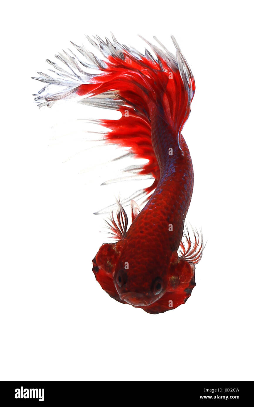 Portrait of a betta fish hi-res stock photography and images - Alamy