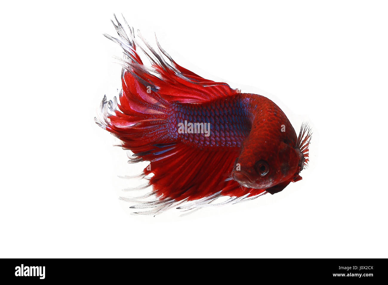 Portrait of a betta fish, Indonesia Stock Photo - Alamy