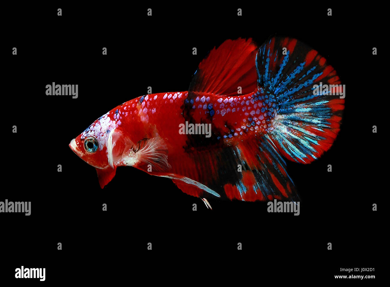 Portrait of a betta fish, Indonesia Stock Photo - Alamy