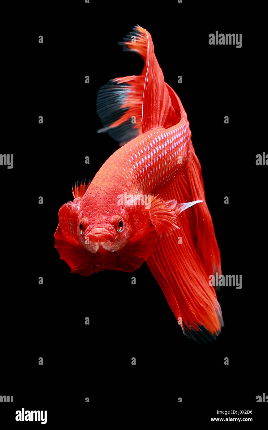 Portrait of a betta fish, Indonesia Stock Photo - Alamy
