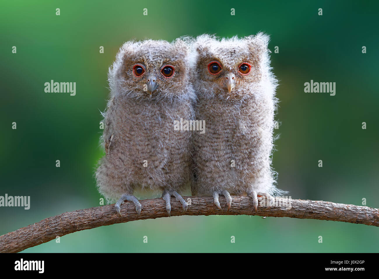 Two baby owls sitting on a branch, Indonesia Stock Photo - Alamy