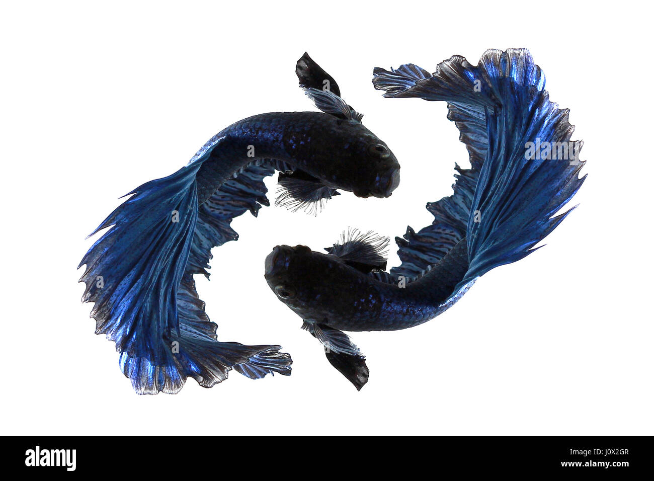 Yin and yang fish Cut Out Stock Images & Pictures - Alamy