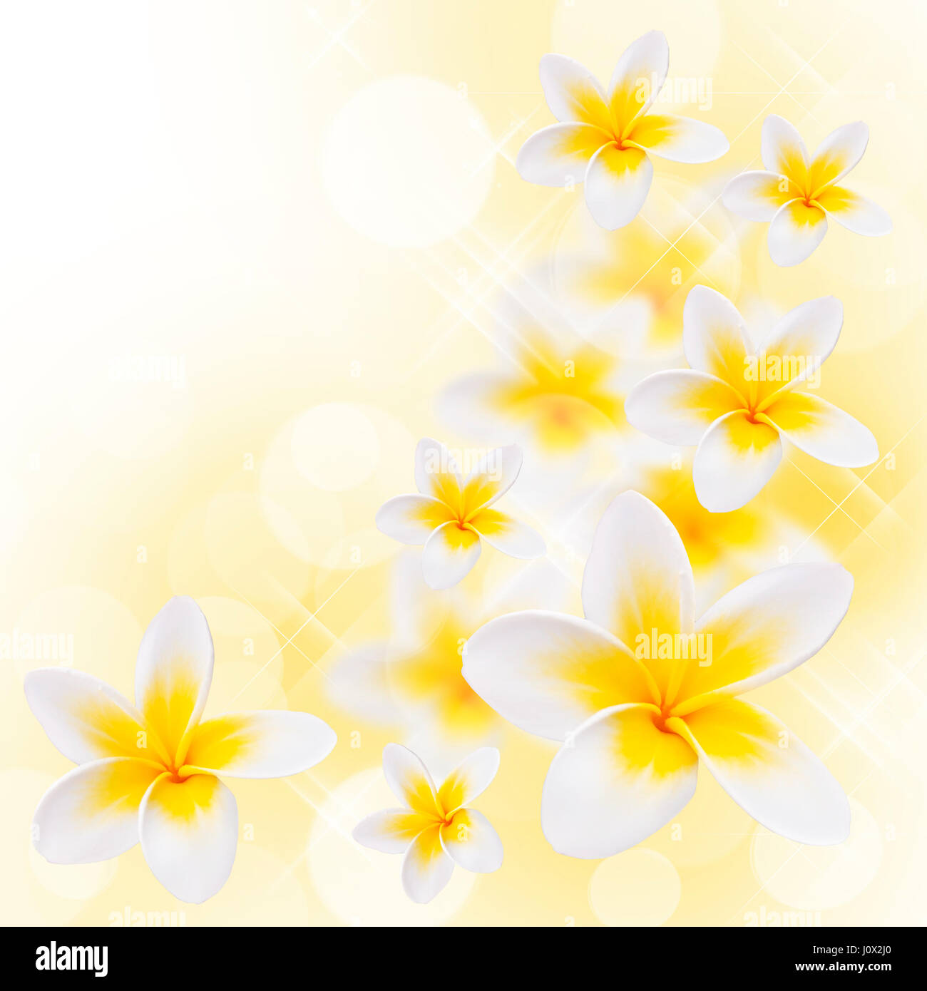 Frangipani spa flowers border plumeria hi-res stock photography and ...
