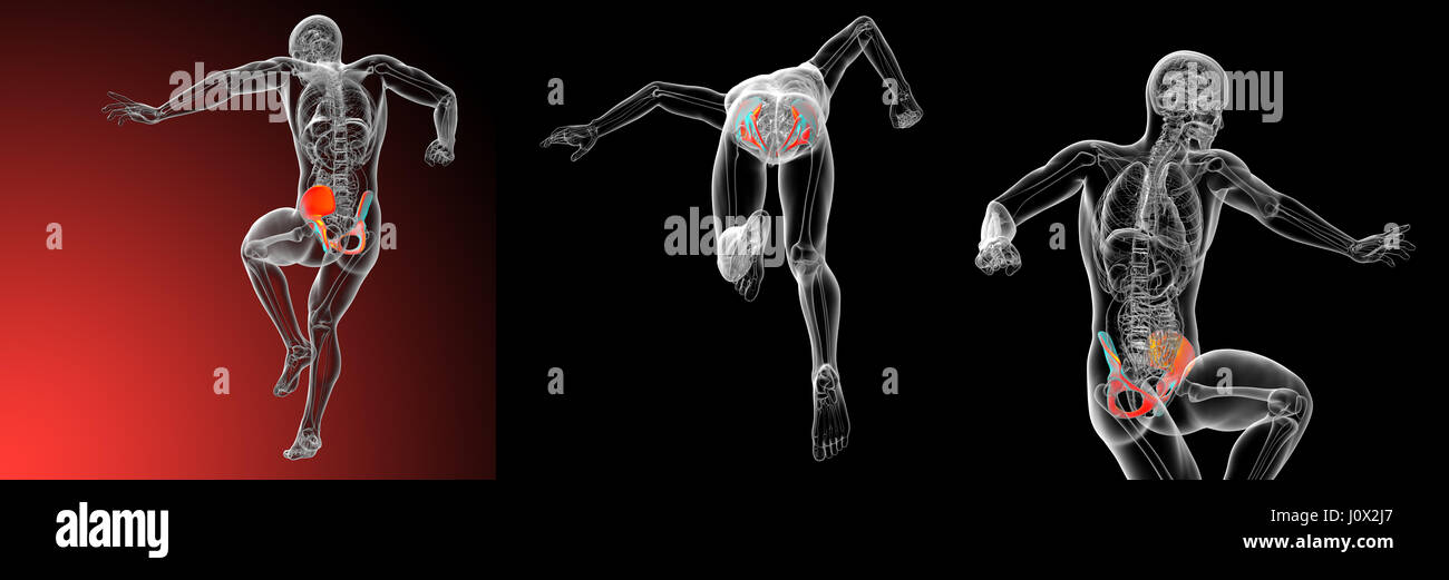 3d rendering medical illustration of the pelvis bone Stock Photo - Alamy