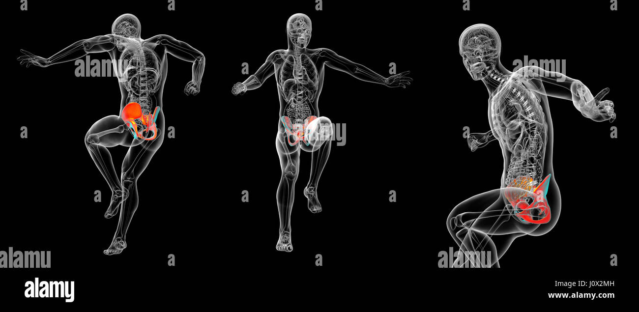 3D rendering medical illustration of the pelvis bone Stock Photo - Alamy