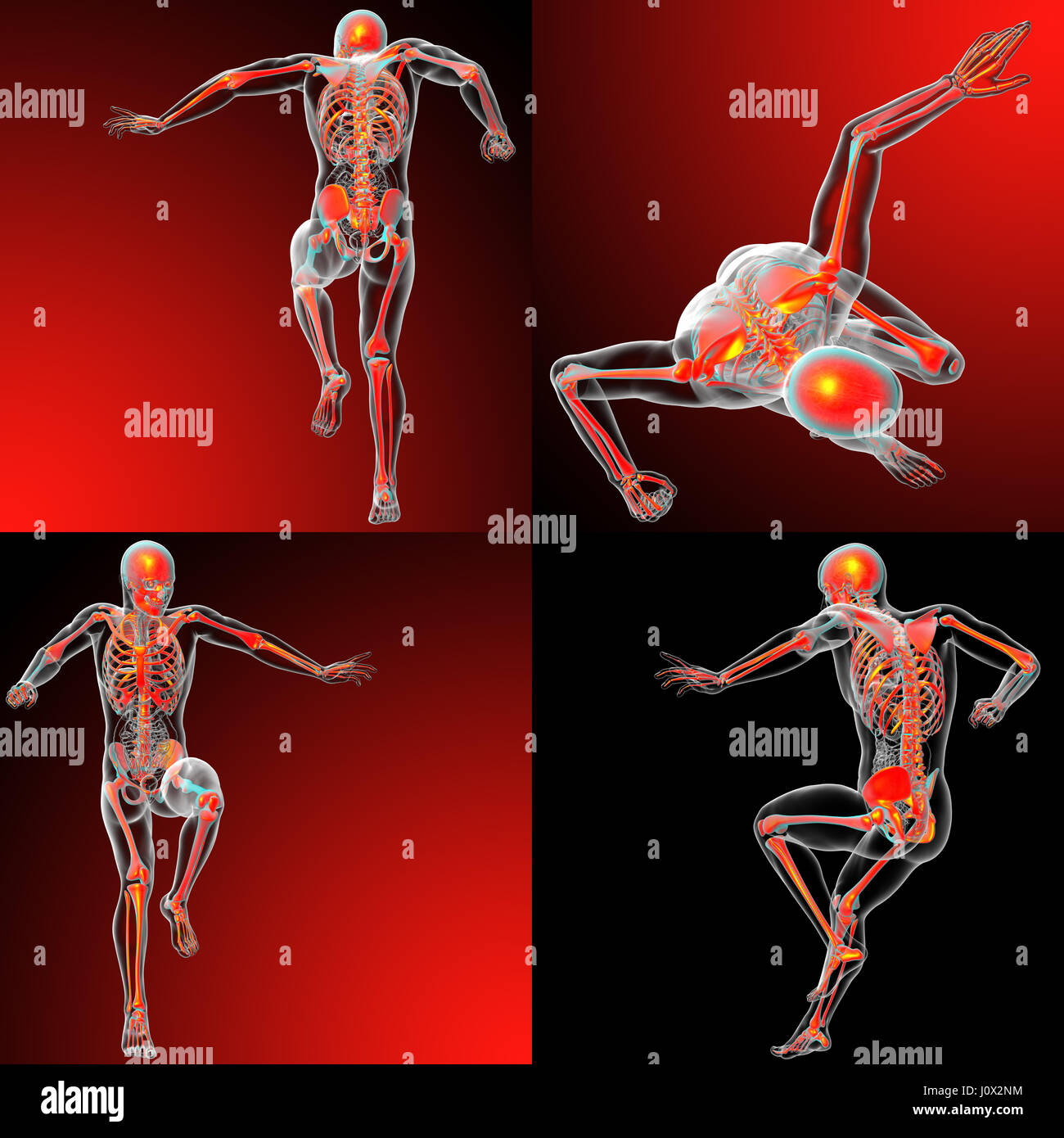 3d rendering medical illustration of the human skeleton Stock Photo - Alamy