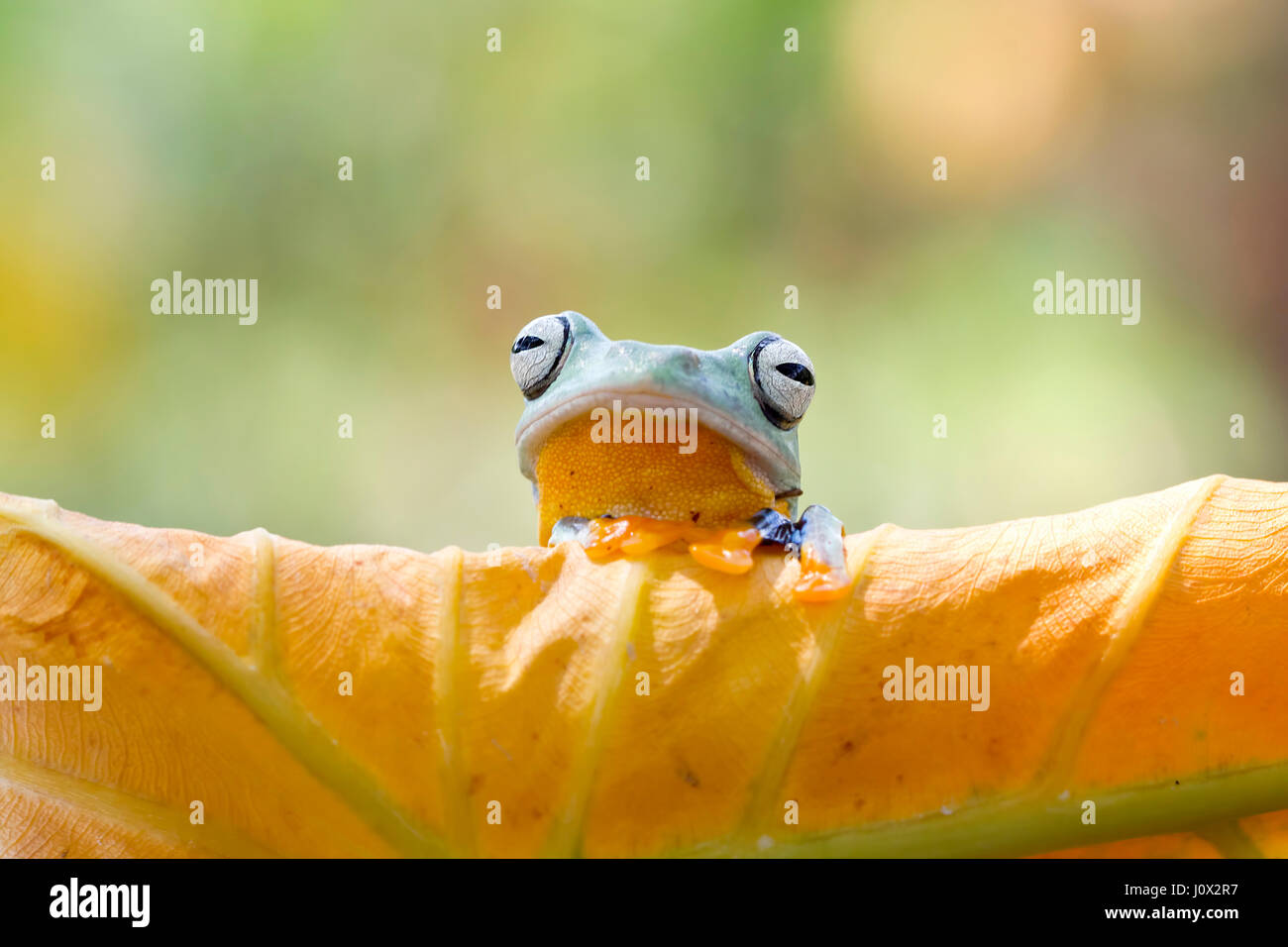 Portrait of a tree frog, Indonesia Stock Photo - Alamy