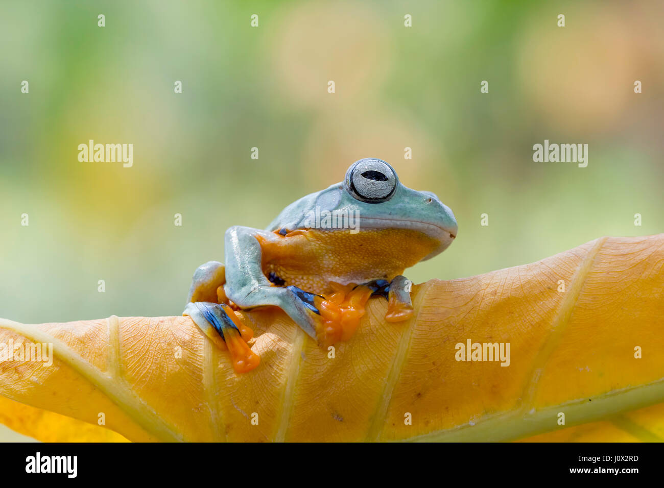 Portrait of a tree frog, Indonesia Stock Photo - Alamy
