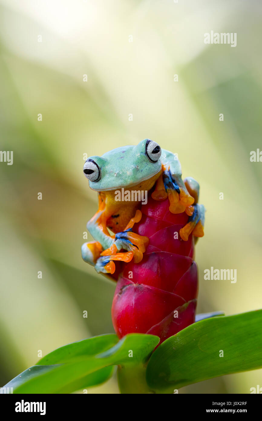 Tree frog sitting on a flower, Indonesia Stock Photo - Alamy