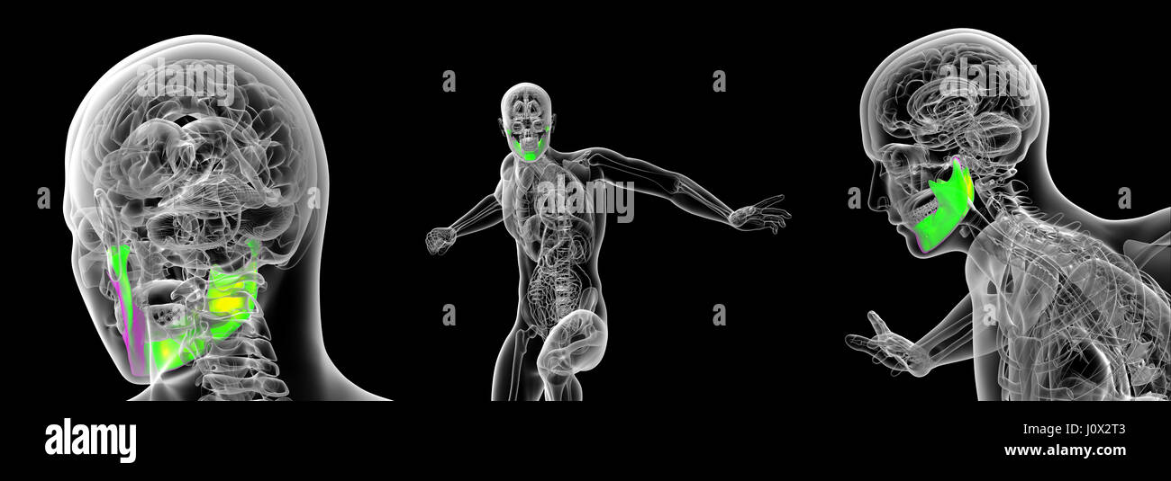 3d rendering medical illustration of the human jaw bone Stock Photo - Alamy