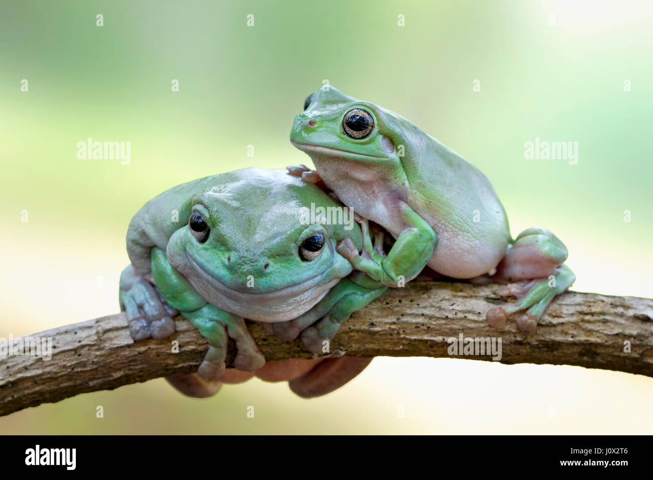 Dumpy frog hi-res stock photography and images - Alamy