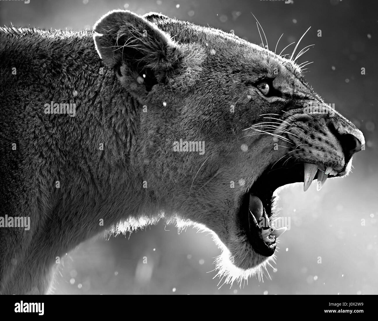 Lioness roaring with mouth hi-res stock photography and images - Alamy