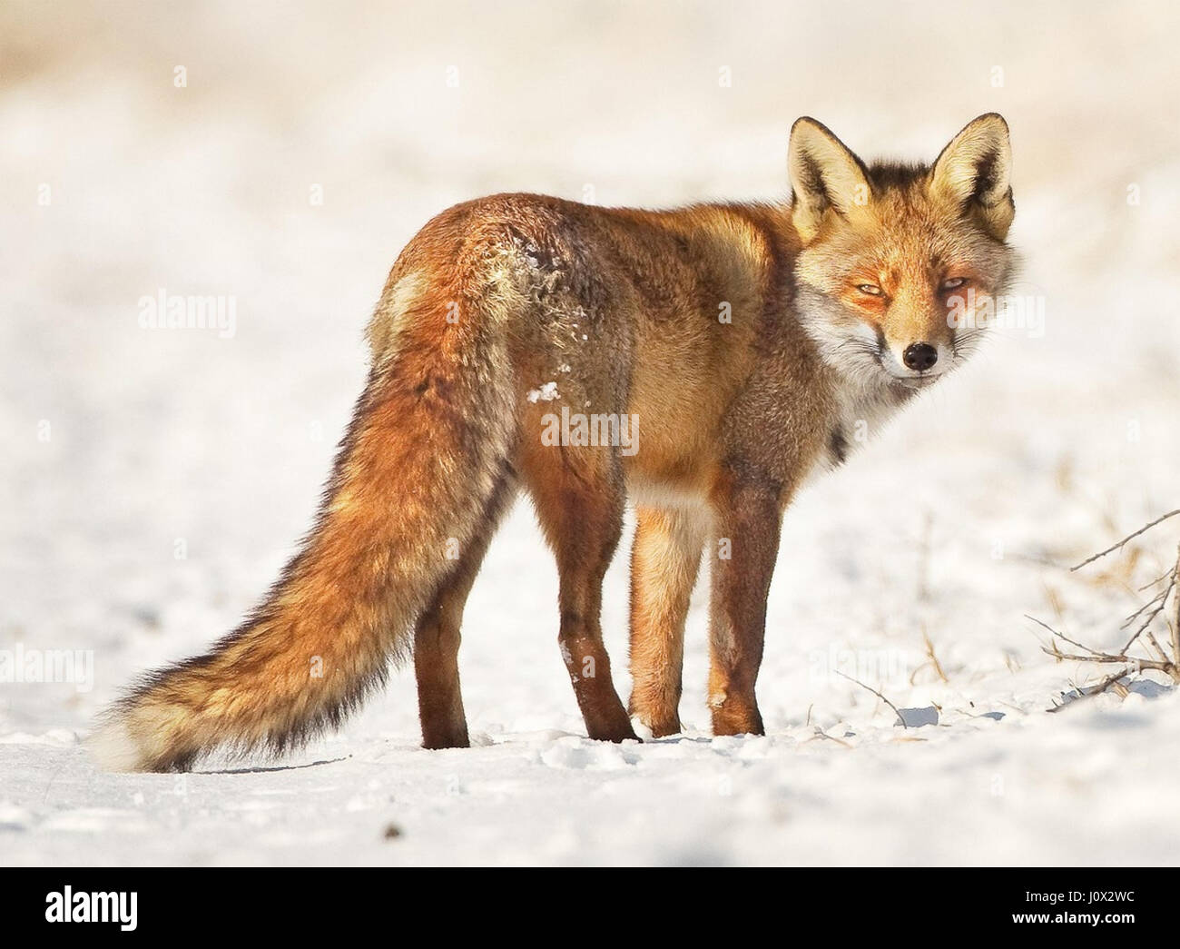 Fox standing hi-res stock photography and images - Alamy