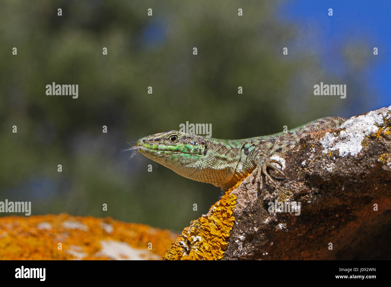 Italian wall lizard close up Latin name podarcis sicula muralis with ...