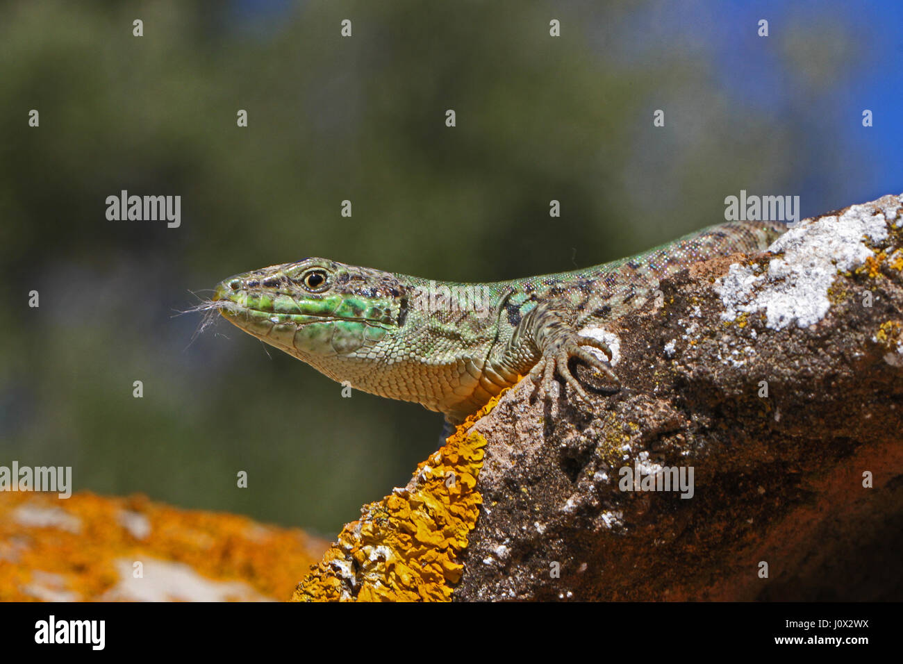 Italian wall lizard close up Latin name podarcis sicula muralis with ...