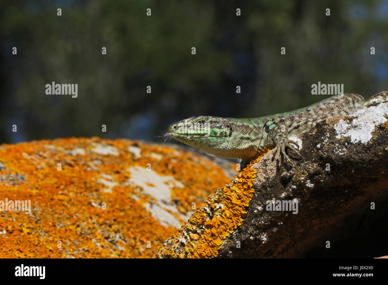 Italian wall lizard close up Latin name podarcis sicula muralis with ...