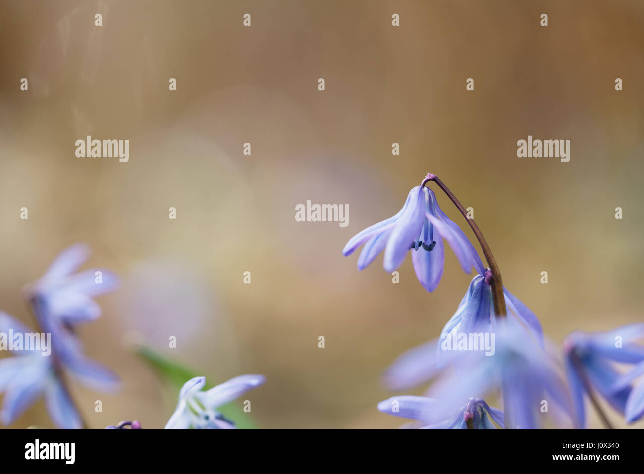 Beautiful blue scilla snowdrops in hi-res stock photography and images ...