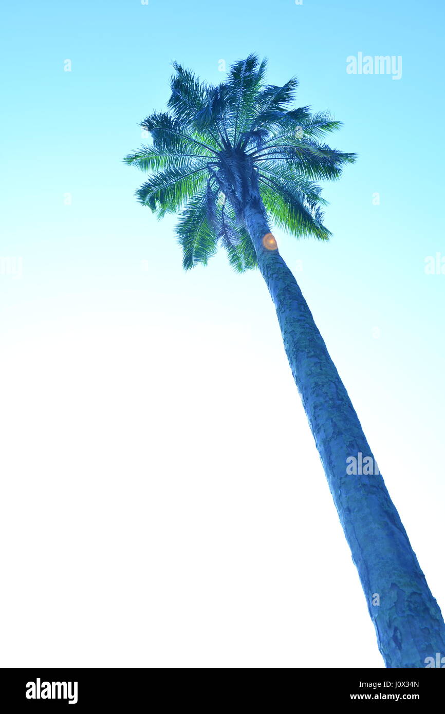 Personal Day Tree Stock Photo Alamy personal-day-tree-stock-photo-alamy
