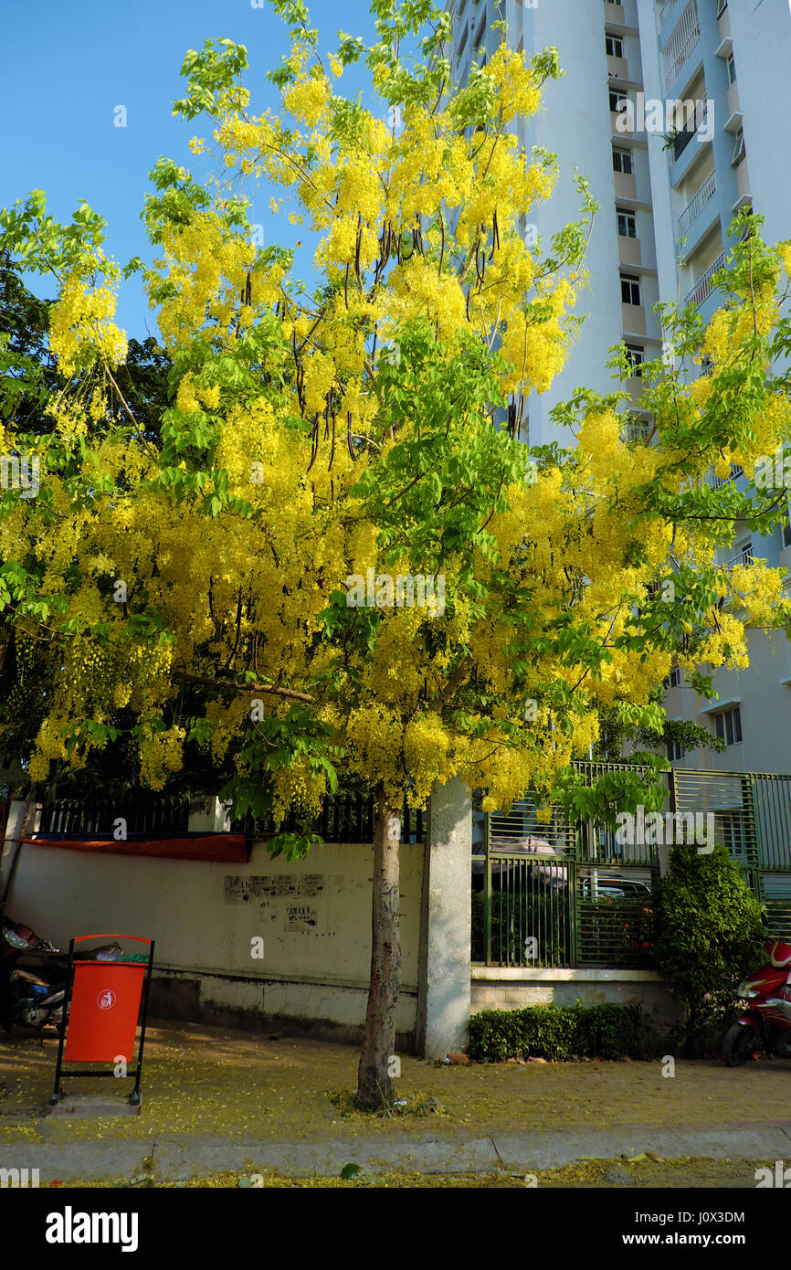 Amazing Cassia fistula tree with bunch of flower in yellow, this plant is national flower of ...