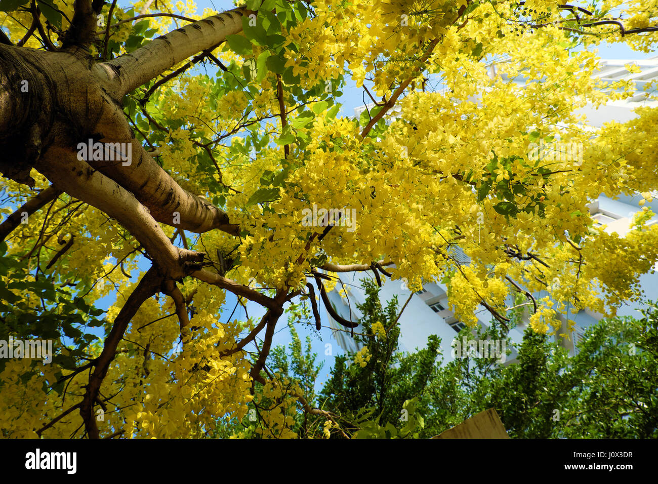 Amazing Cassia fistula tree with bunch of flower in yellow, this plant is national flower of ...