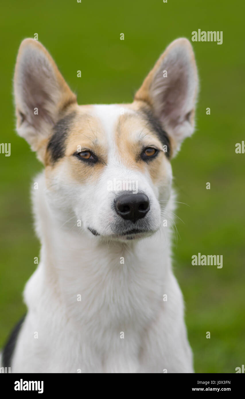 Outdoor portrait of cross-breed of hunting and northern dog against ...