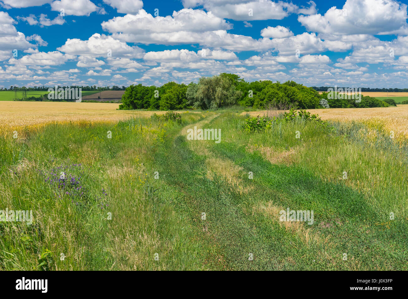 Ukrainian summer landscape with earth road covered with wild green ...