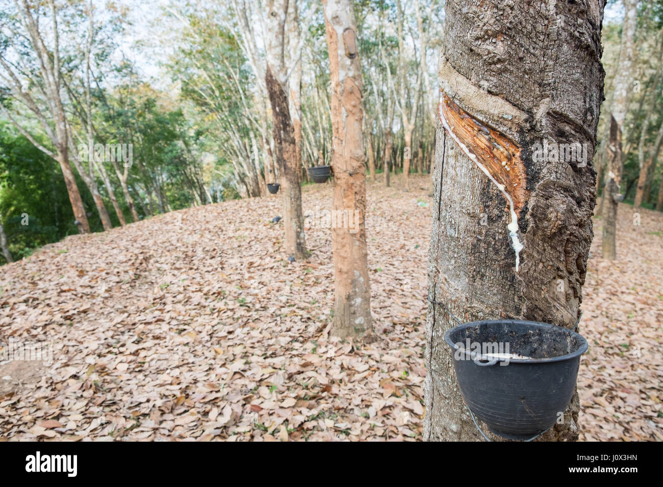 Rubber tree plantation,para wood tree Stock Photo - Alamy