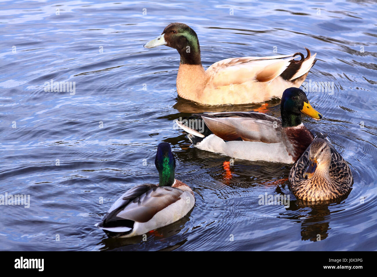 Ducks swimming on a lake Stock Photo - Alamy