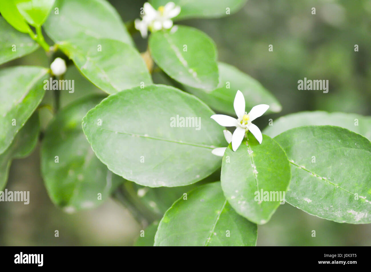 lemon tree or lime tree ,lime flower Stock Photo - Alamy