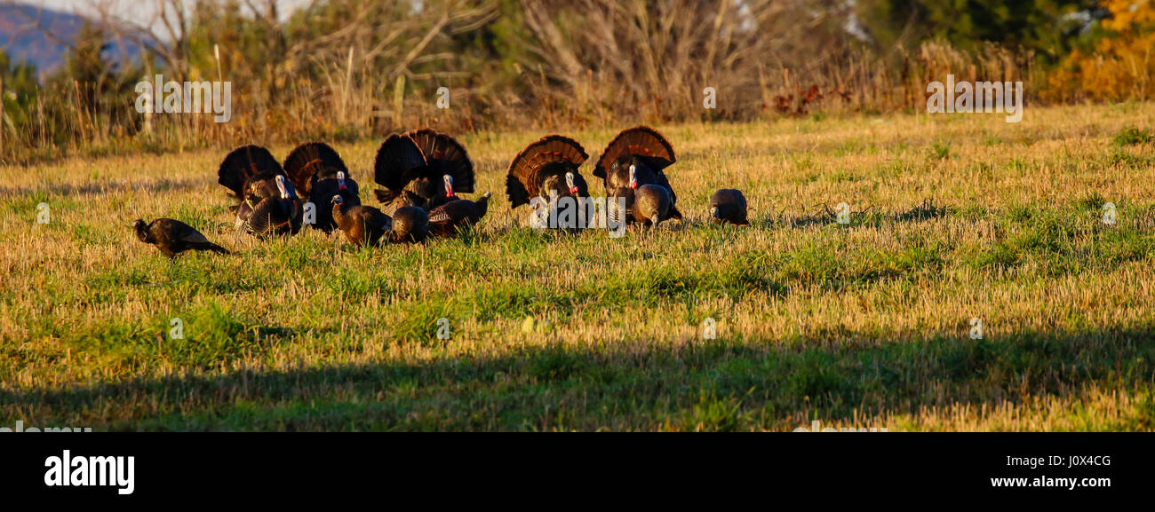 Bird fanning wings hi-res stock photography and images - Alamy