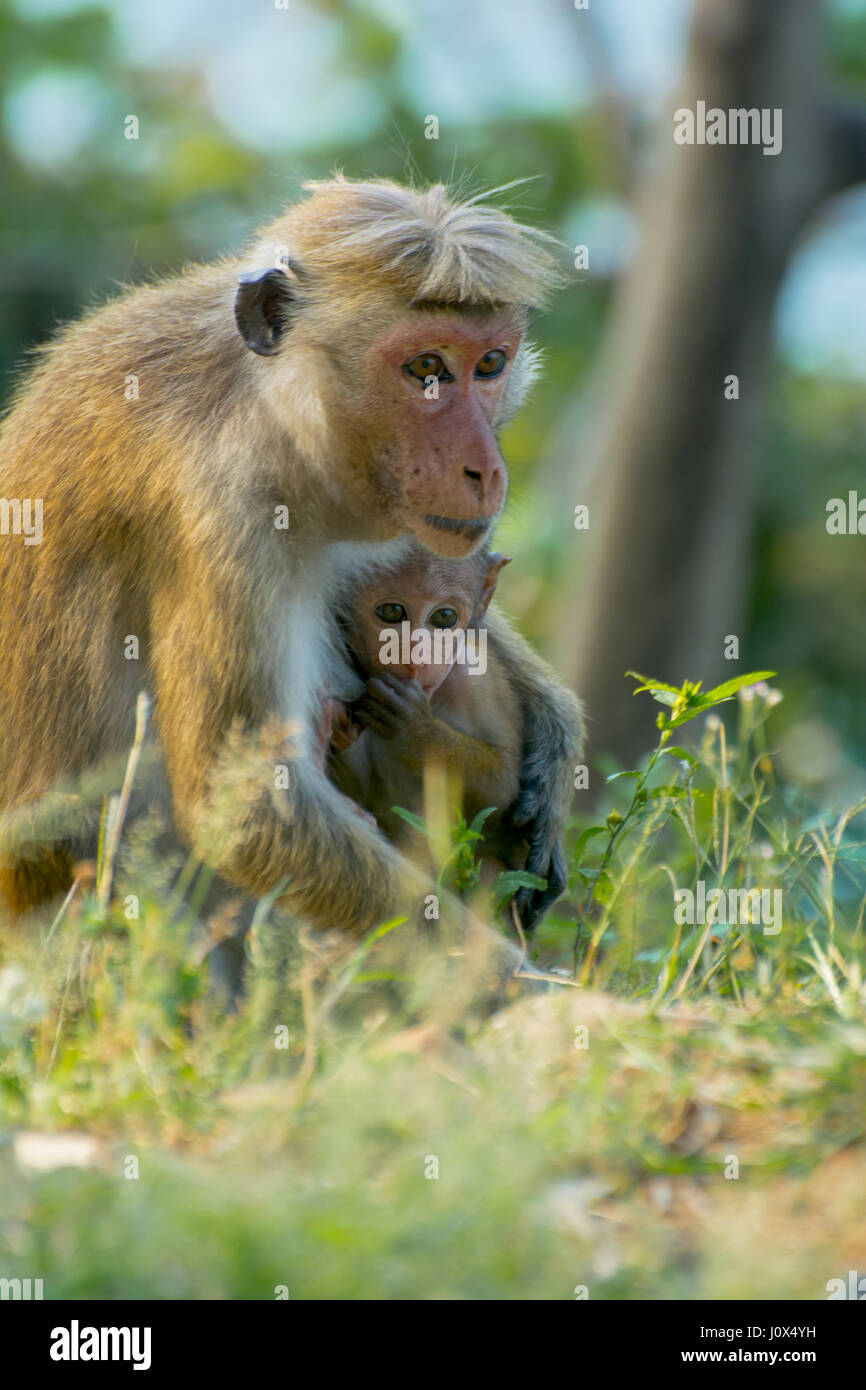 Rilawa hi-res stock photography and images - Alamy