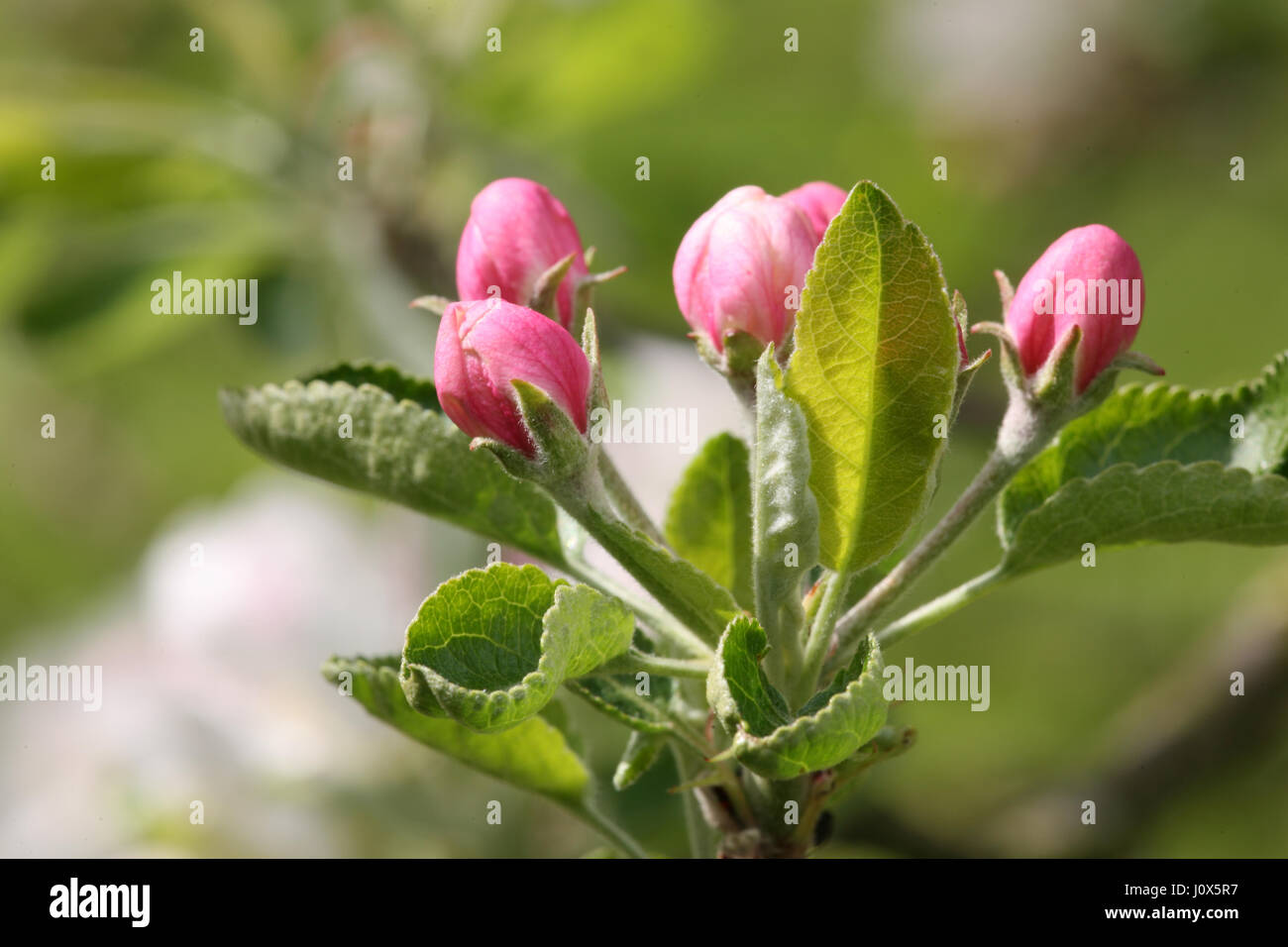apple blossoms on spring garden Stock Photo - Alamy
