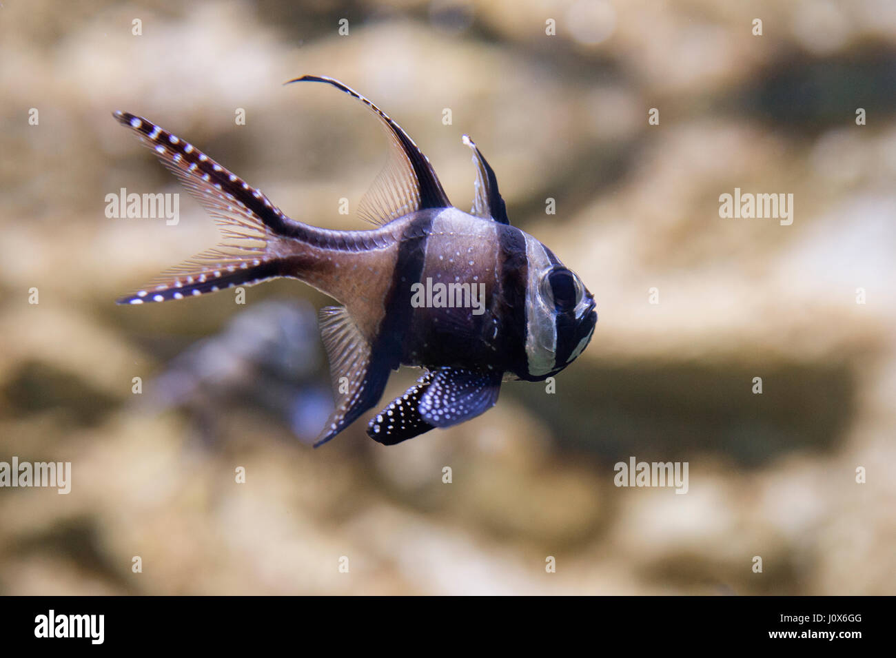 Banggai cardinal fish, Pterapogon kauderni, Apogonidae Stock Photo - Alamy